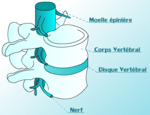 Le disque intervertébral ⋆ Yoga à Brest avec Julia Malville ...